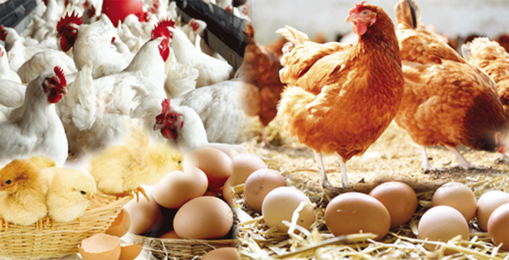 POULTRY PRODUCTS – VET SUPERIOR CONSULTANT CO.,LTD.